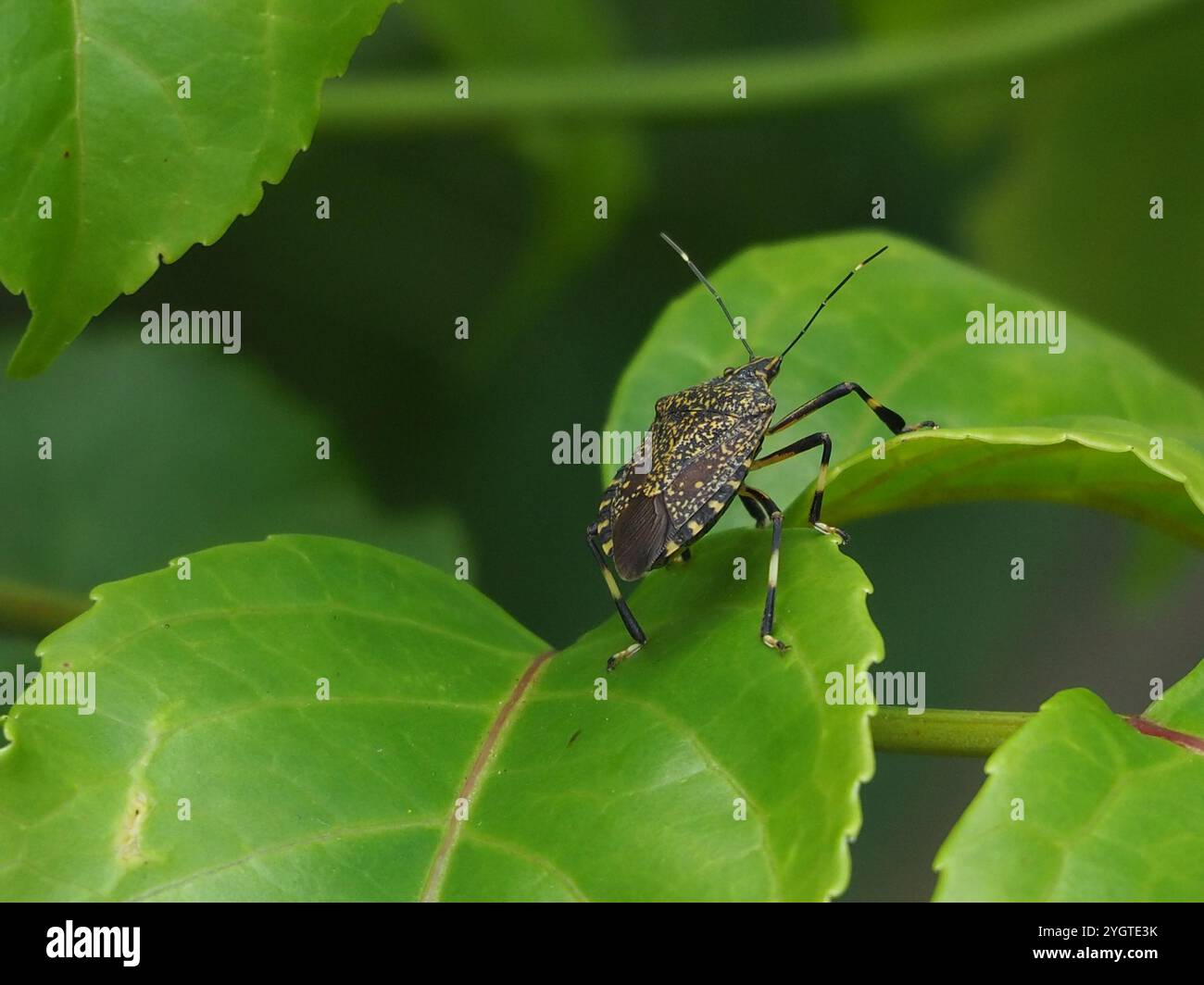 Yellow-spotted Stink Bug (Erthesina fullo Stock Photo - Alamy