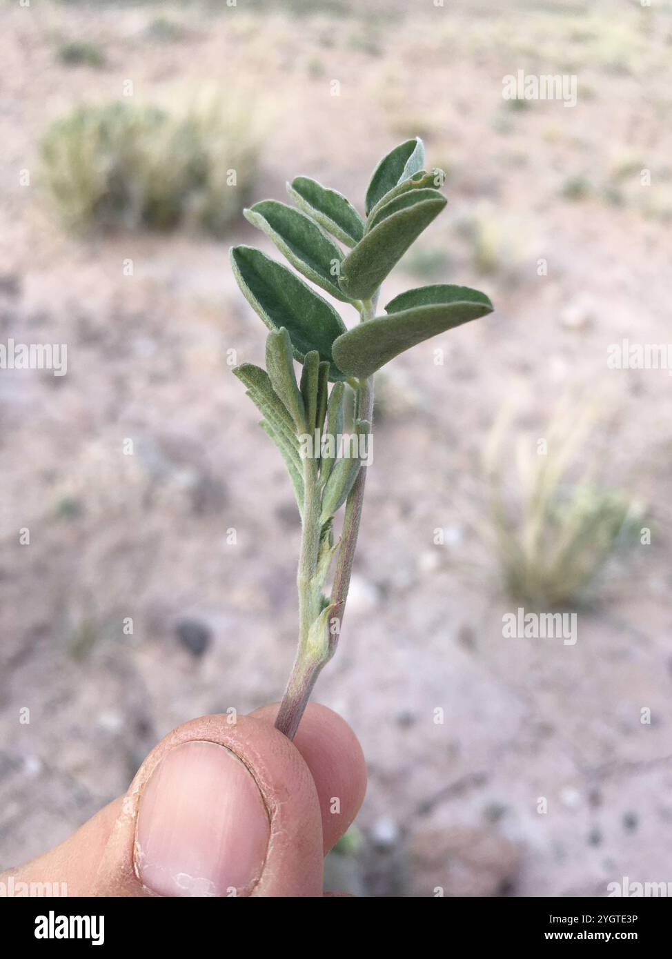 Boreal Sweet-vetch (Hedysarum boreale Stock Photo - Alamy