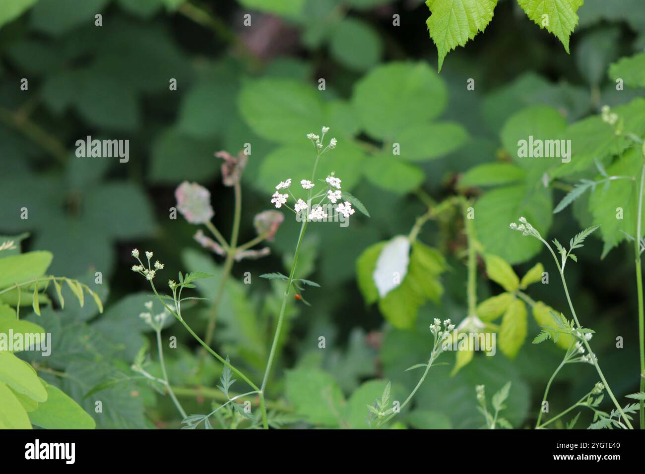 common hedge parsley (Torilis arvensis Stock Photo - Alamy