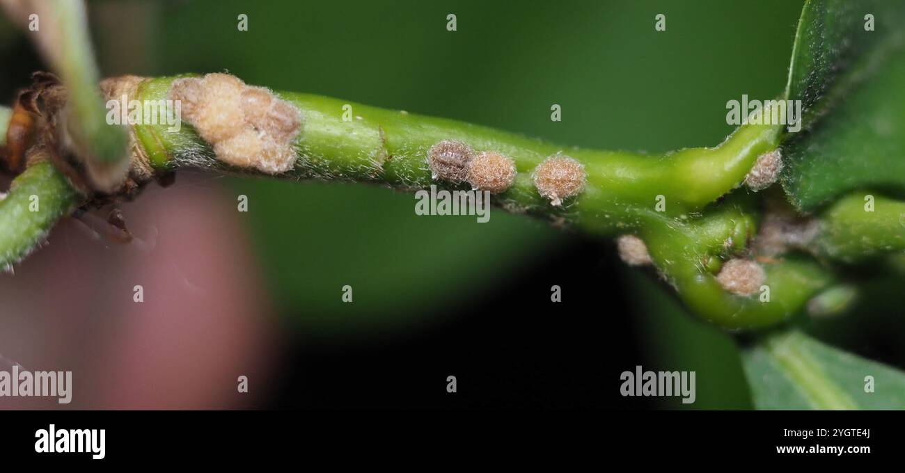 post oak scale (Nanokermes pubescens Stock Photo - Alamy