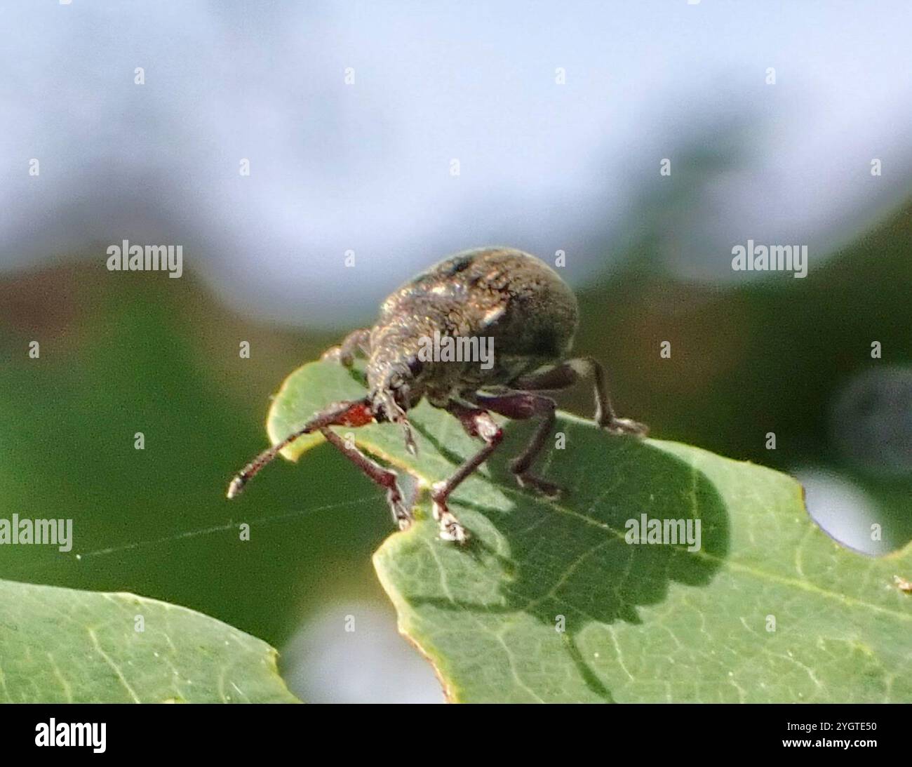 Common Leaf Weevil (Phyllobius pyri Stock Photo - Alamy