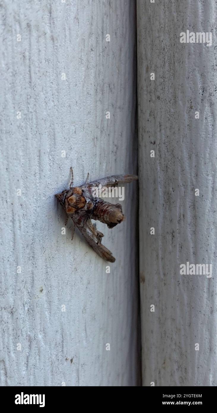 Dark Marathyssa Moth (Marathyssa inficita Stock Photo - Alamy