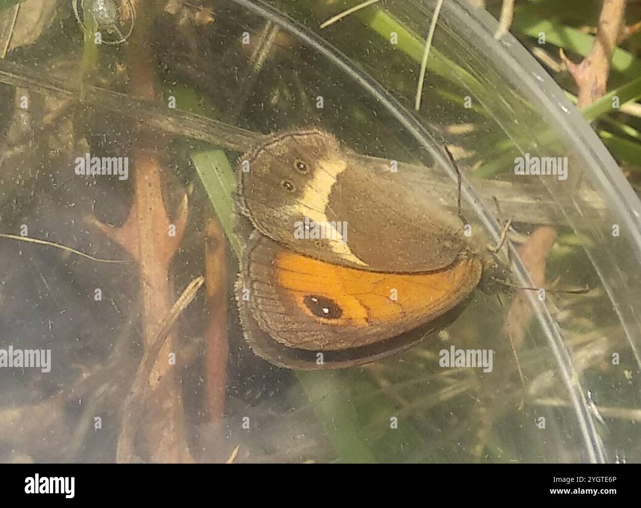 Pyronia bathseba hi-res stock photography and images - Alamy