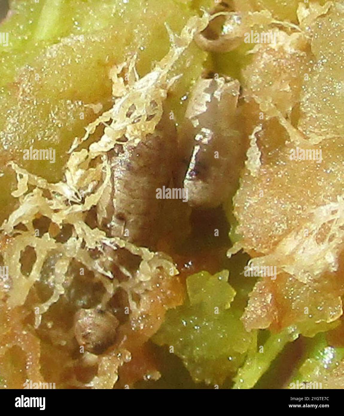 Fruit, Signal, and Picture-winged Flies (Tephritoidea Stock Photo - Alamy