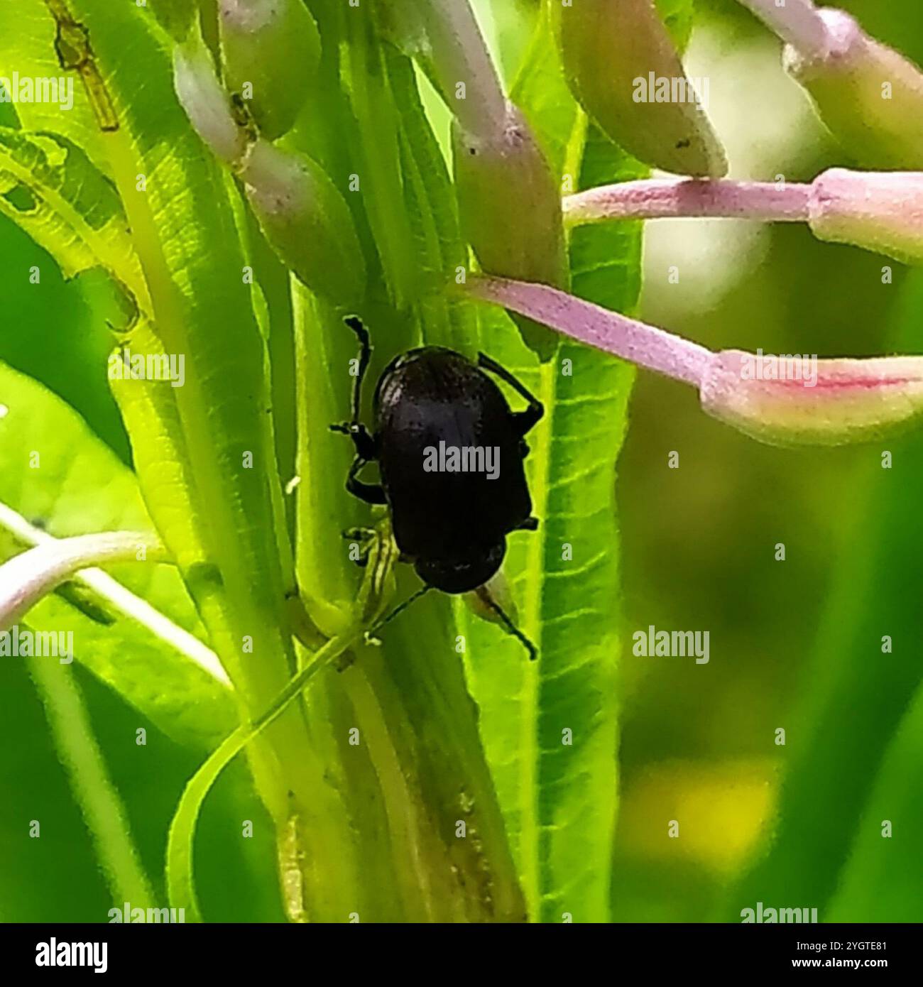Western Grape Rootworm (Bromius obscurus Stock Photo - Alamy