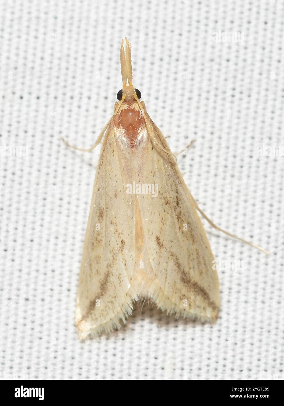 Long-beaked Donacaula Moth (Donacaula longirostrallus Stock Photo - Alamy