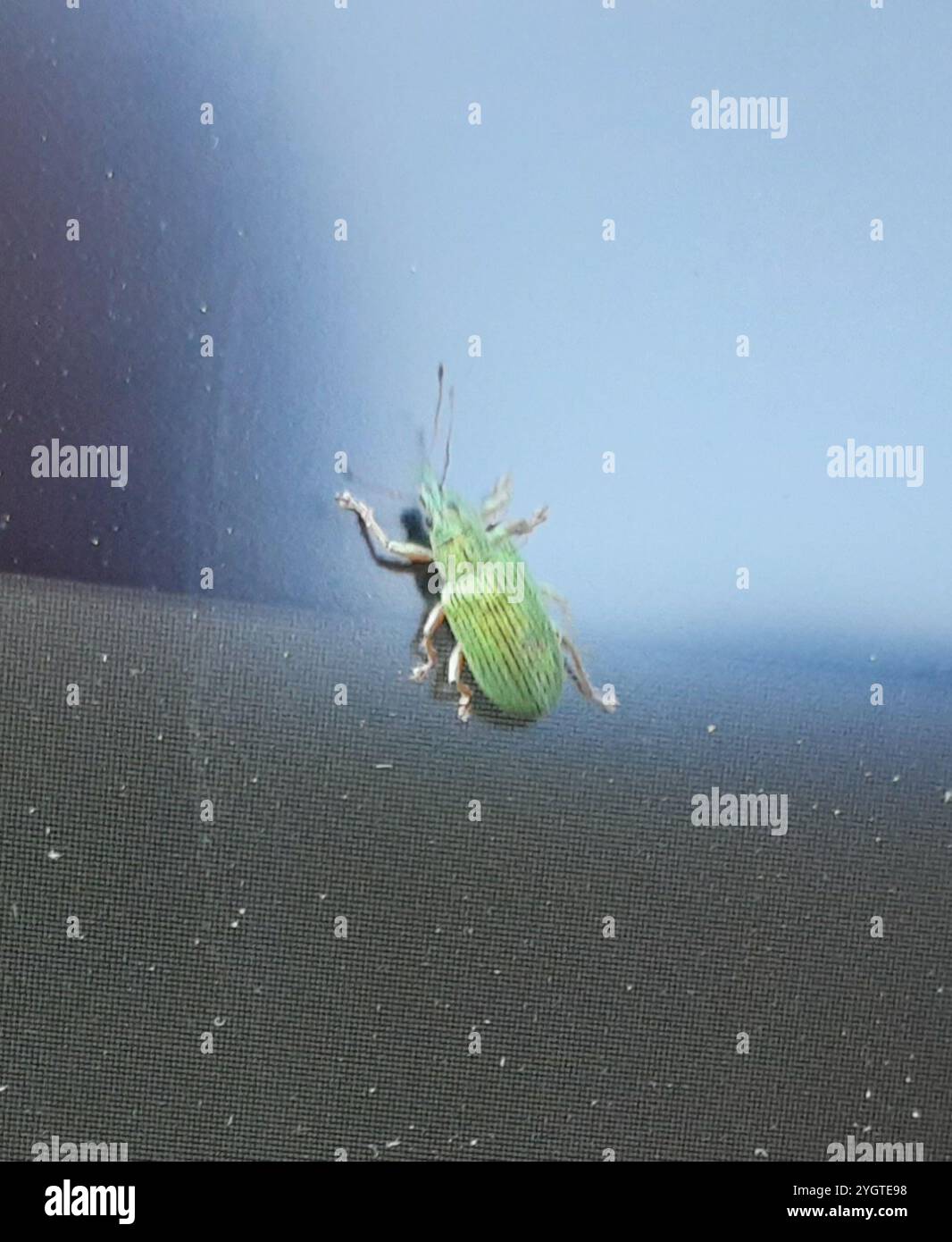 Green Immigrant Leaf Weevil (Polydrusus formosus Stock Photo - Alamy