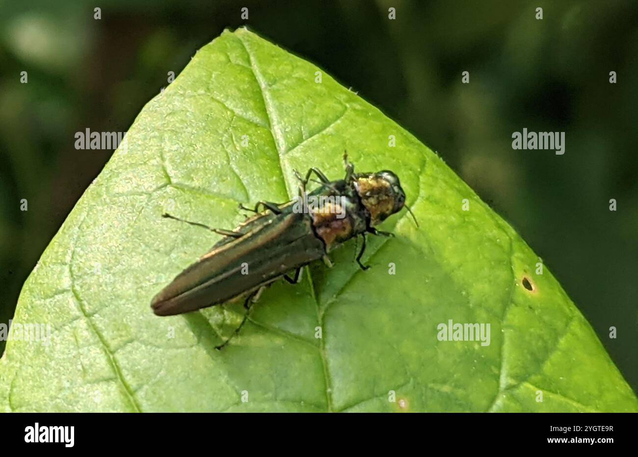 Emerald Ash Borer (Agrilus planipennis Stock Photo - Alamy