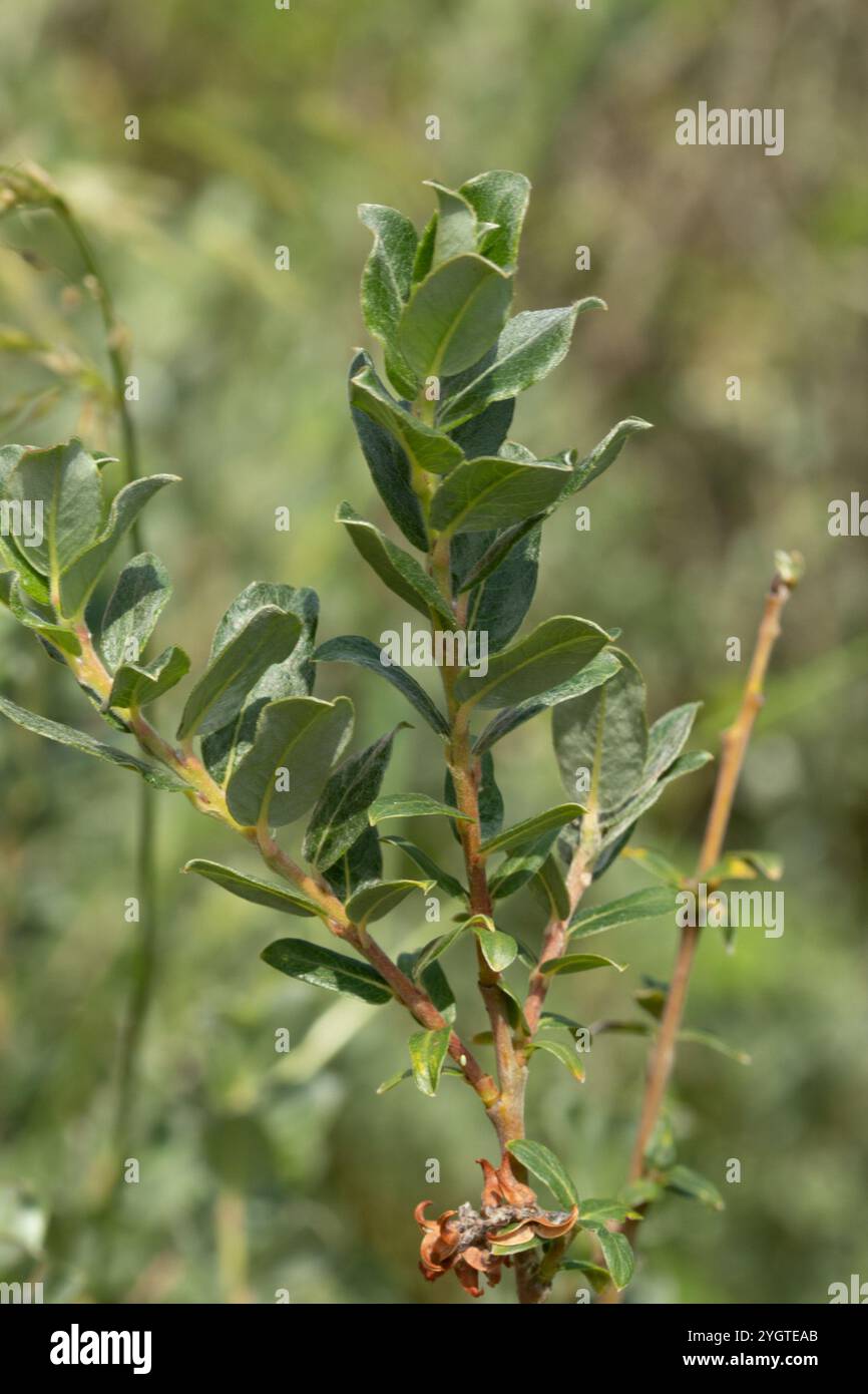 Creeping Willow (Salix repens Stock Photo - Alamy