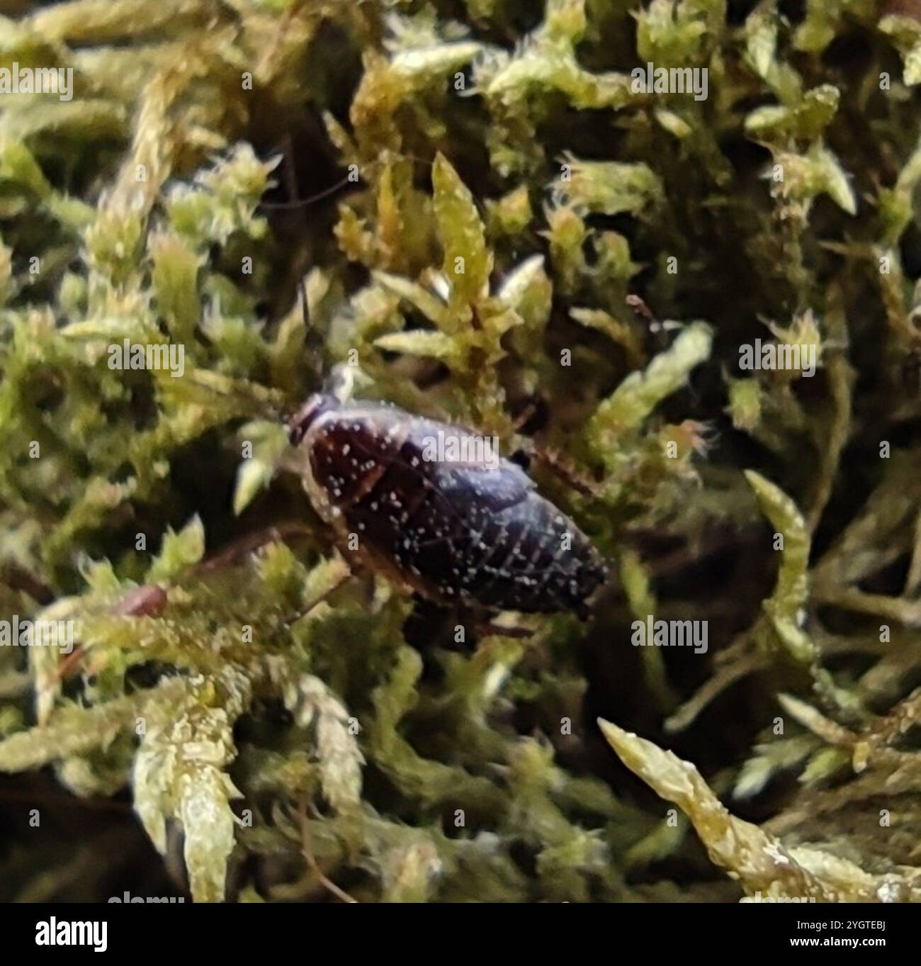 Forest Cockroach (Ectobius sylvestris Stock Photo - Alamy