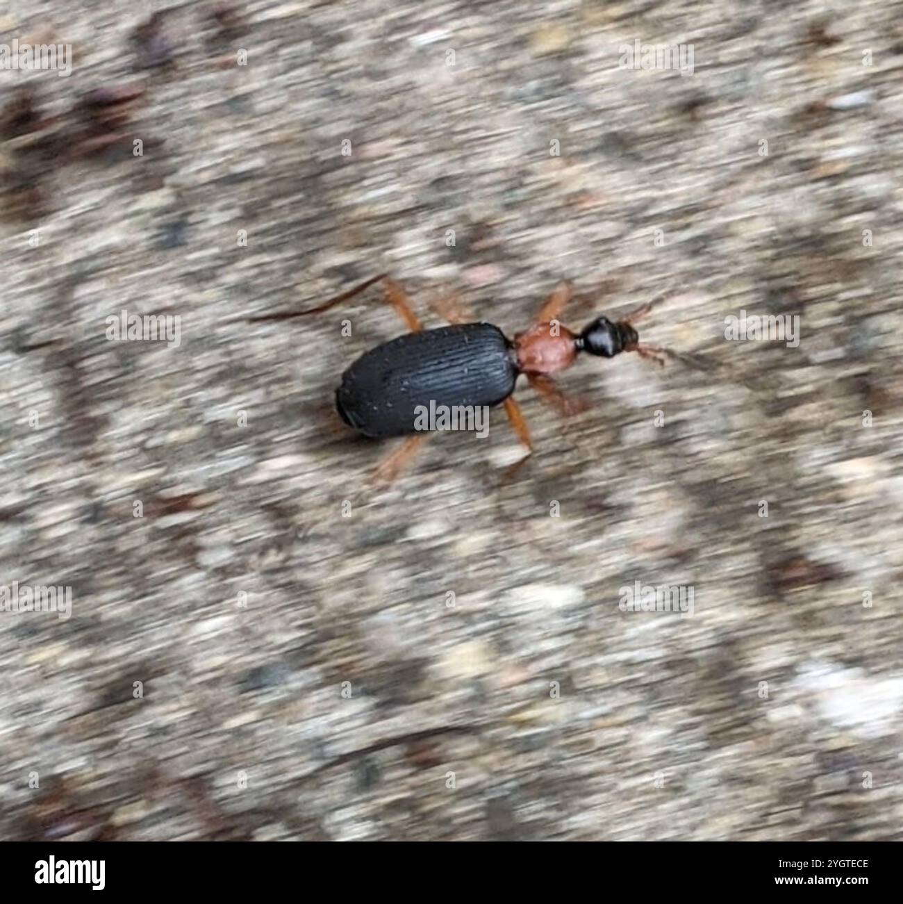 False Bombardier Beetles (Galerita Stock Photo - Alamy