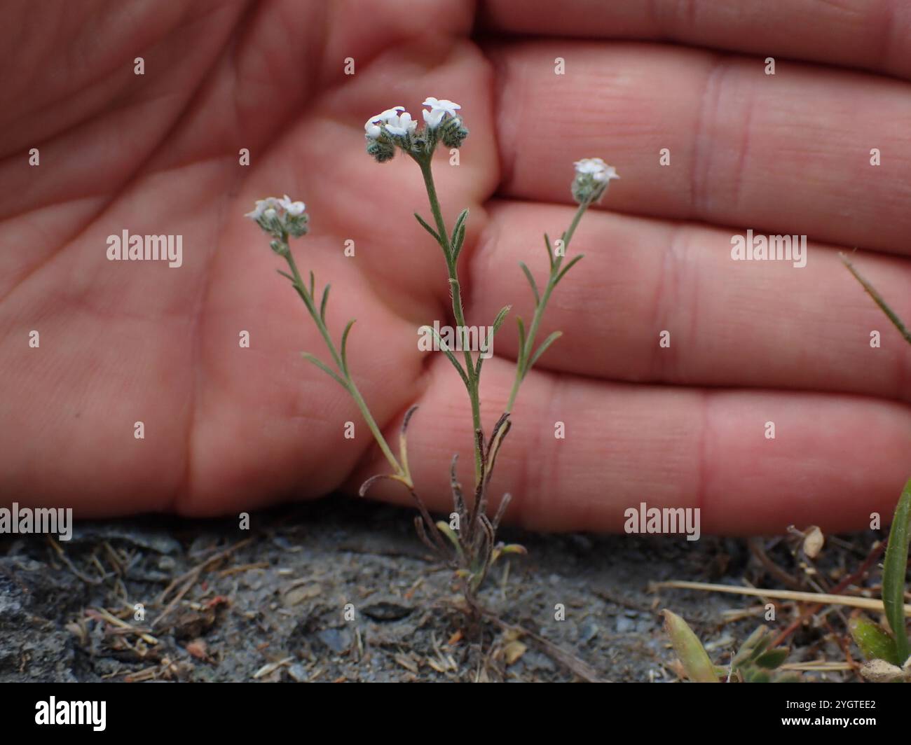 flaccid cryptantha (Cryptantha flaccida Stock Photo - Alamy