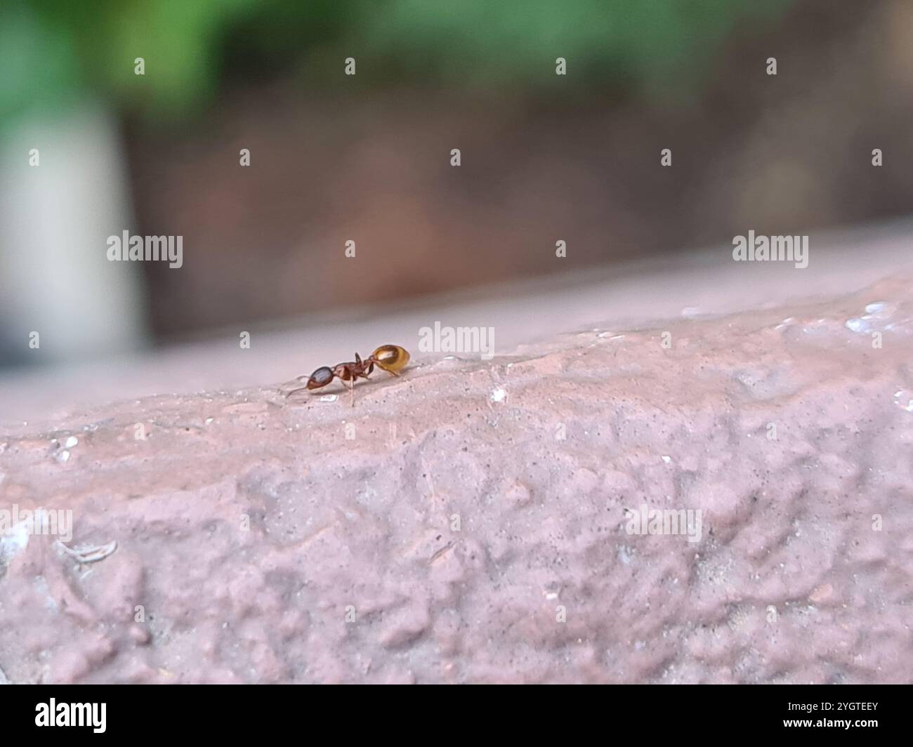 Acorn Ants and Allies (Temnothorax Stock Photo - Alamy