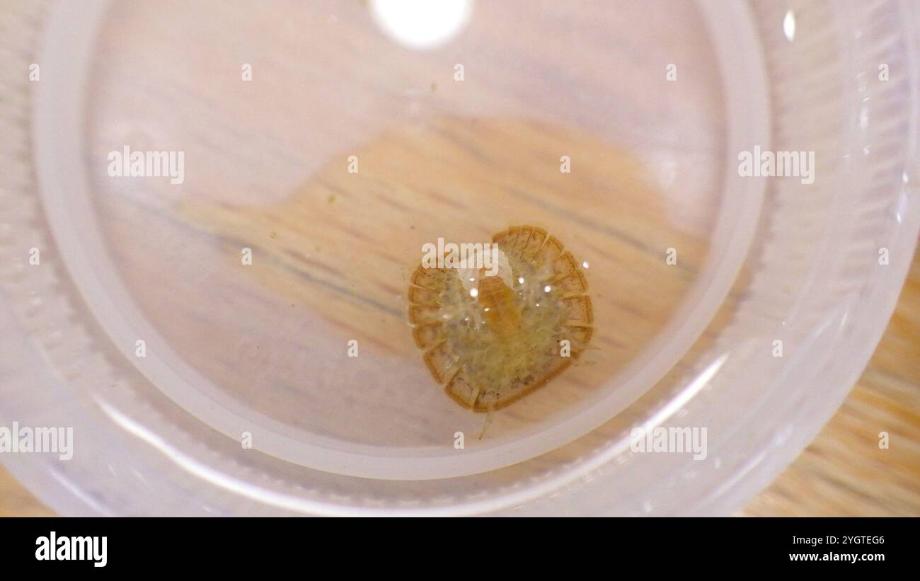 Herrick's Water Penny Beetle (Psephenus herricki Stock Photo - Alamy