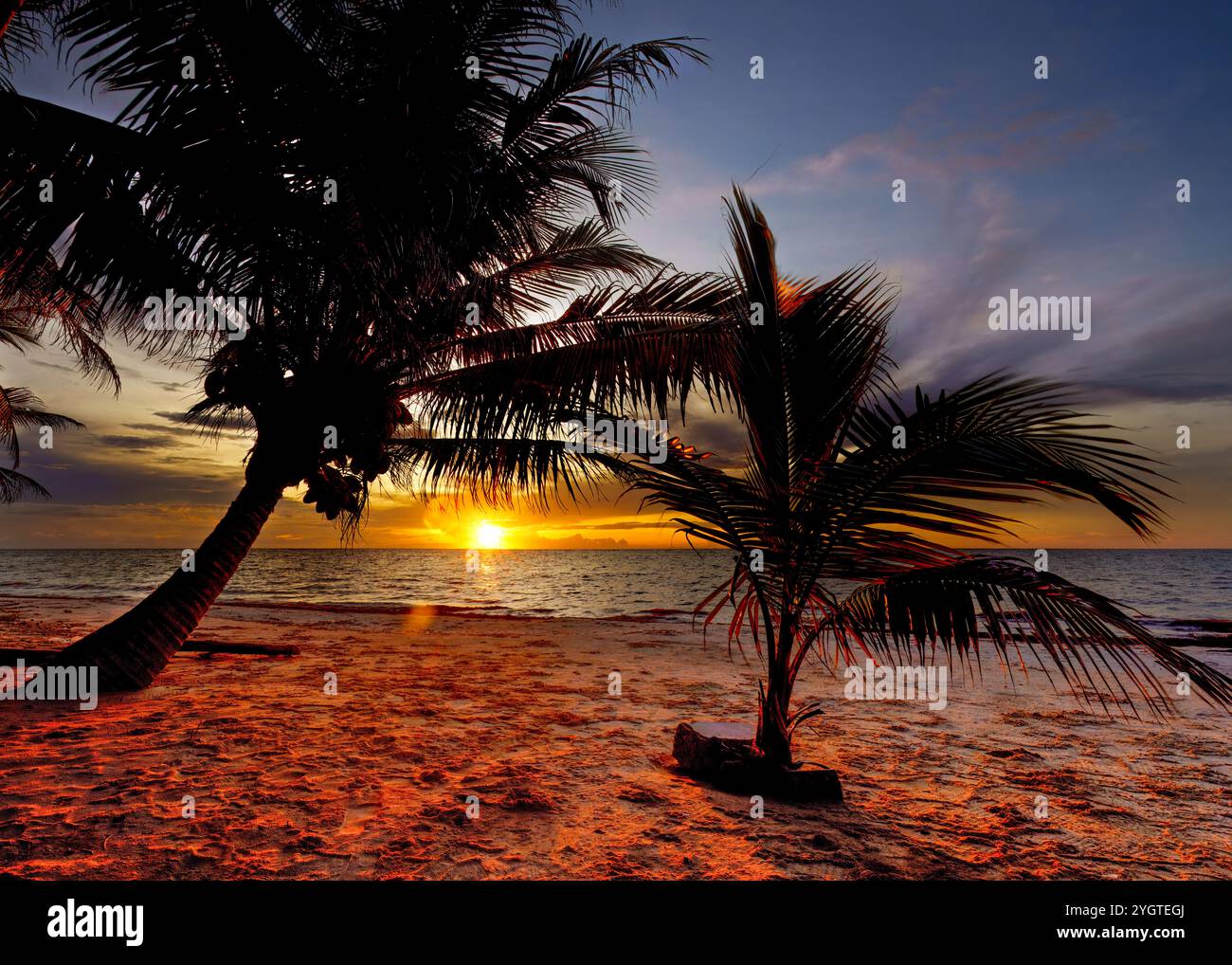 Coconut trees on the beach in Mexico Stock Photo - Alamy