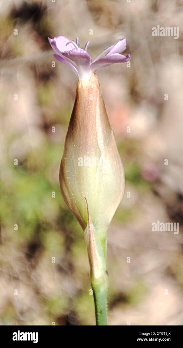 Proliferous Pink (Petrorhagia prolifera Stock Photo - Alamy