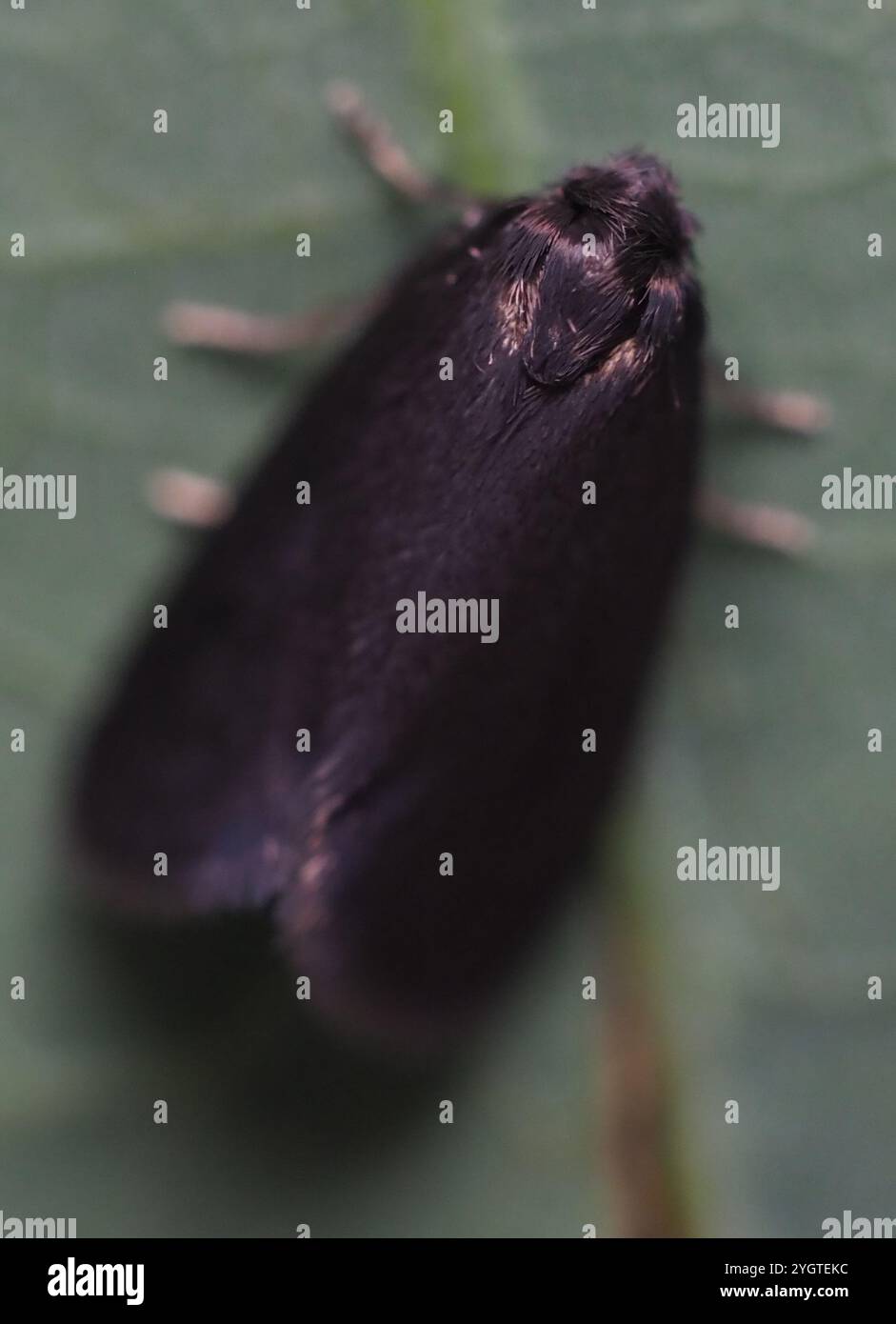 Common Bagworm Moth (Psyche casta Stock Photo - Alamy