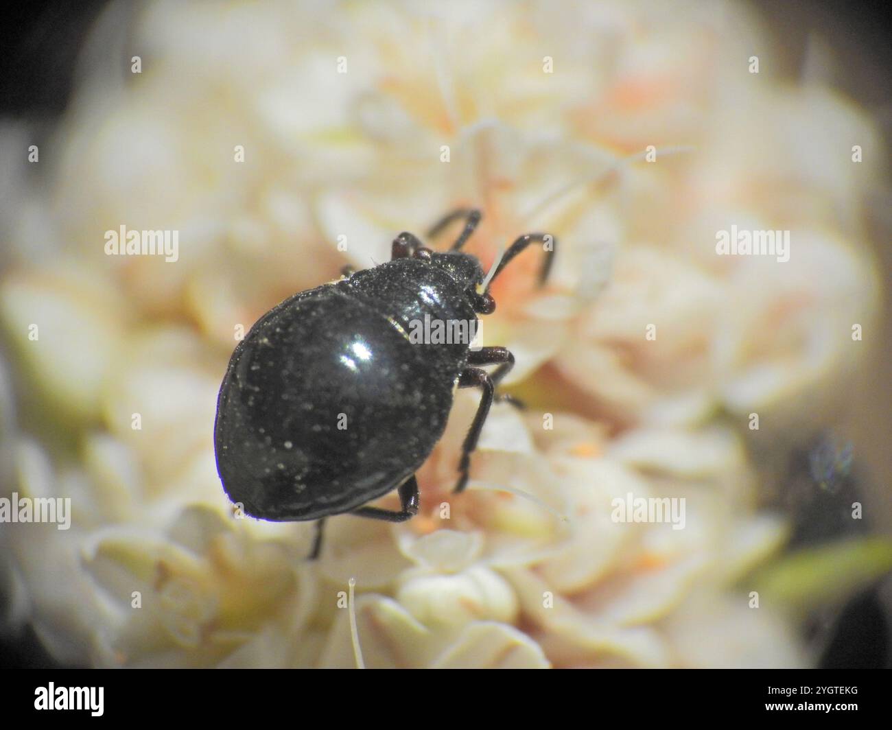 True Bugs (Heteroptera Stock Photo - Alamy