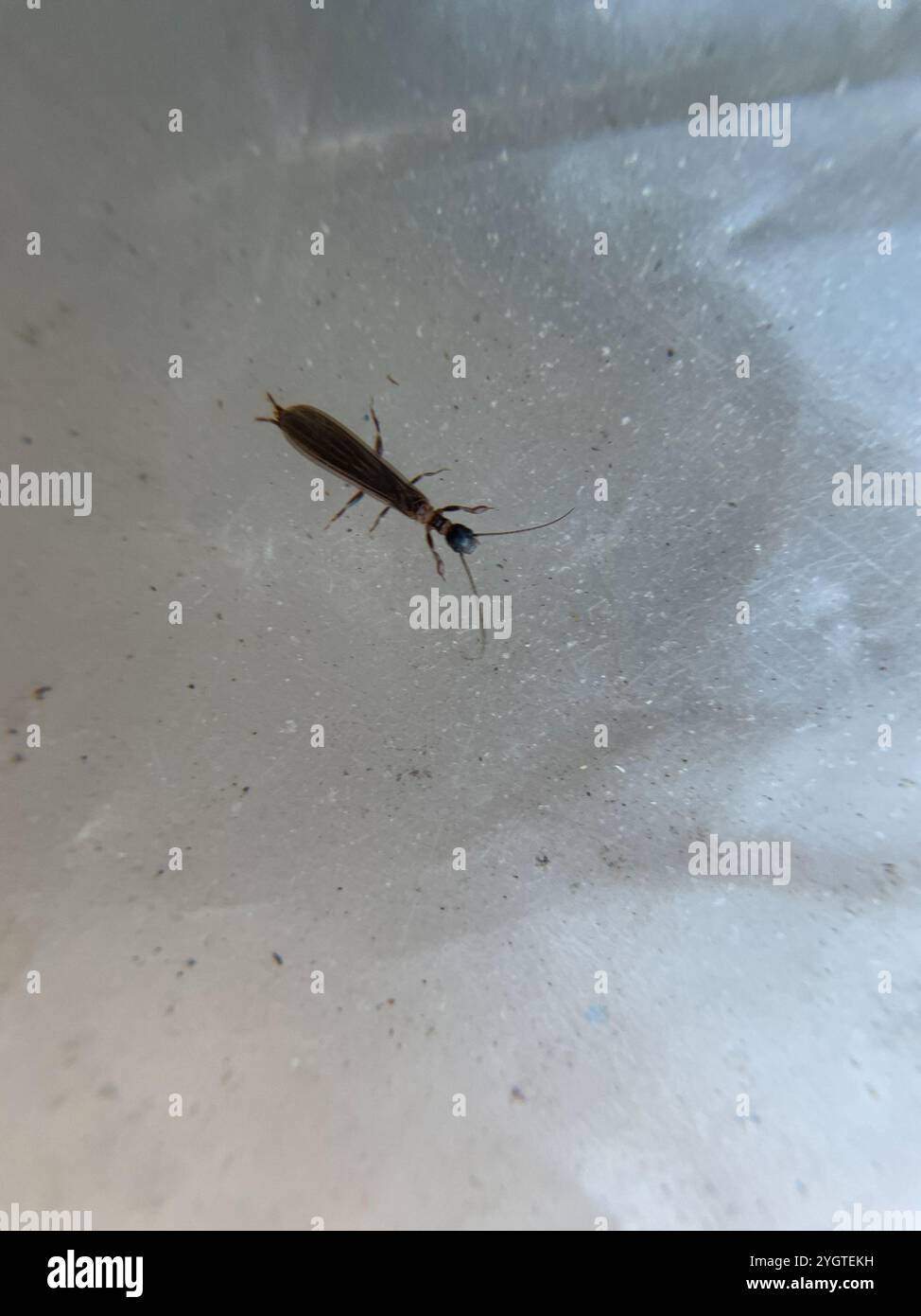 Embioptera hi-res stock photography and images - Alamy