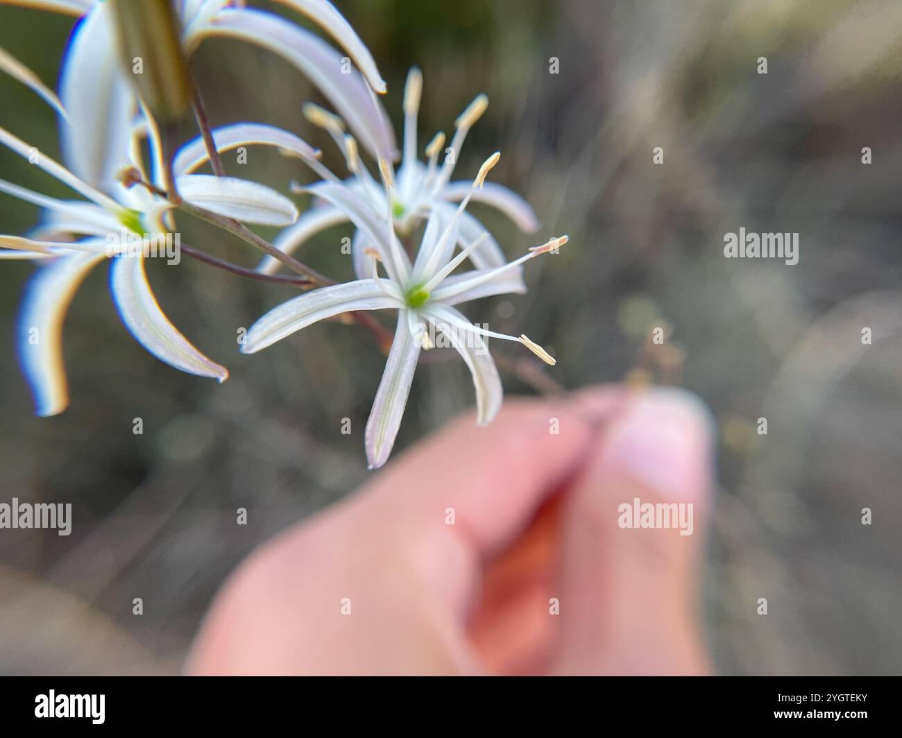 wavy-leafed soap plant (Chlorogalum pomeridianum Stock Photo - Alamy