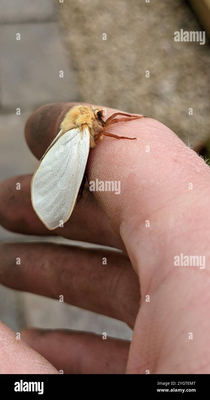 Ghost moth hepialus humuli hi-res stock photography and images - Alamy