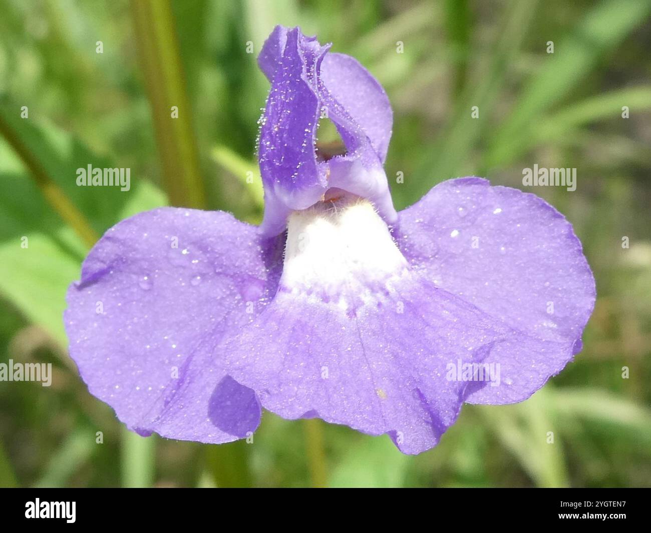 Allegheny monkeyflower (Mimulus ringens Stock Photo - Alamy