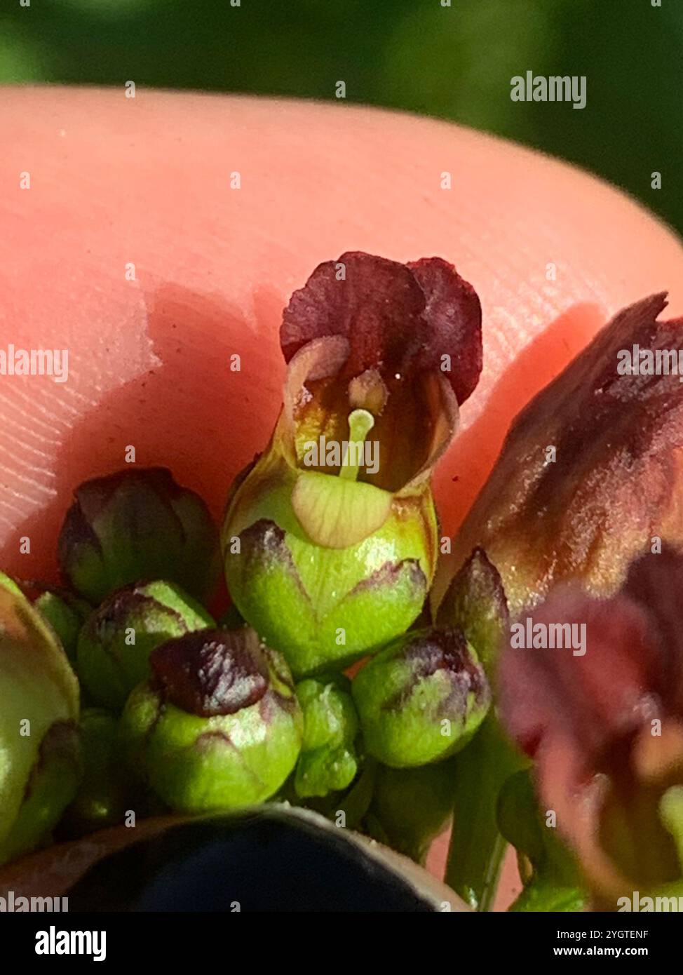 California beeplant (Scrophularia californica Stock Photo - Alamy