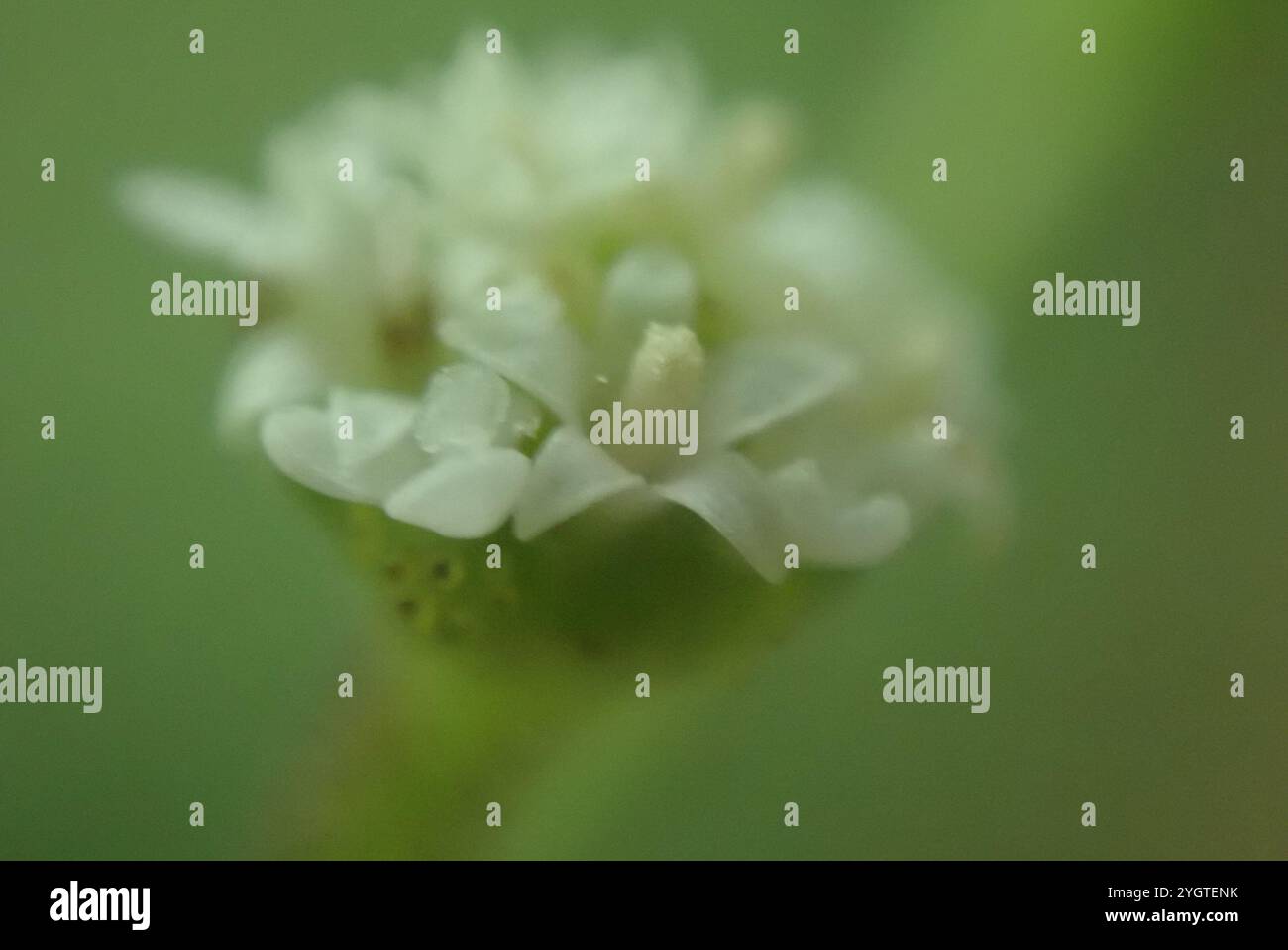 Trailplant hi-res stock photography and images - Alamy