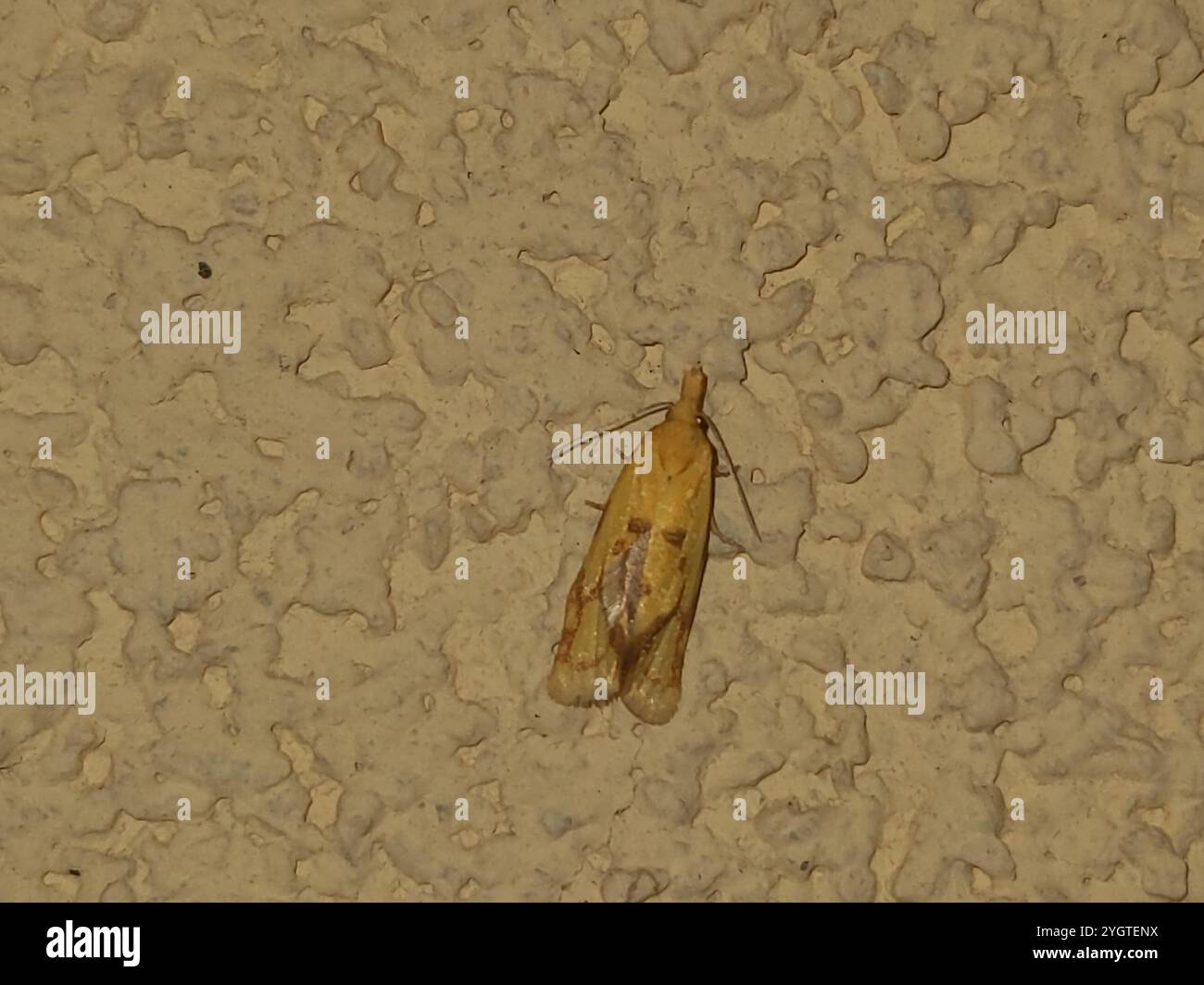 Common Yellow Conch (Agapeta hamana Stock Photo - Alamy