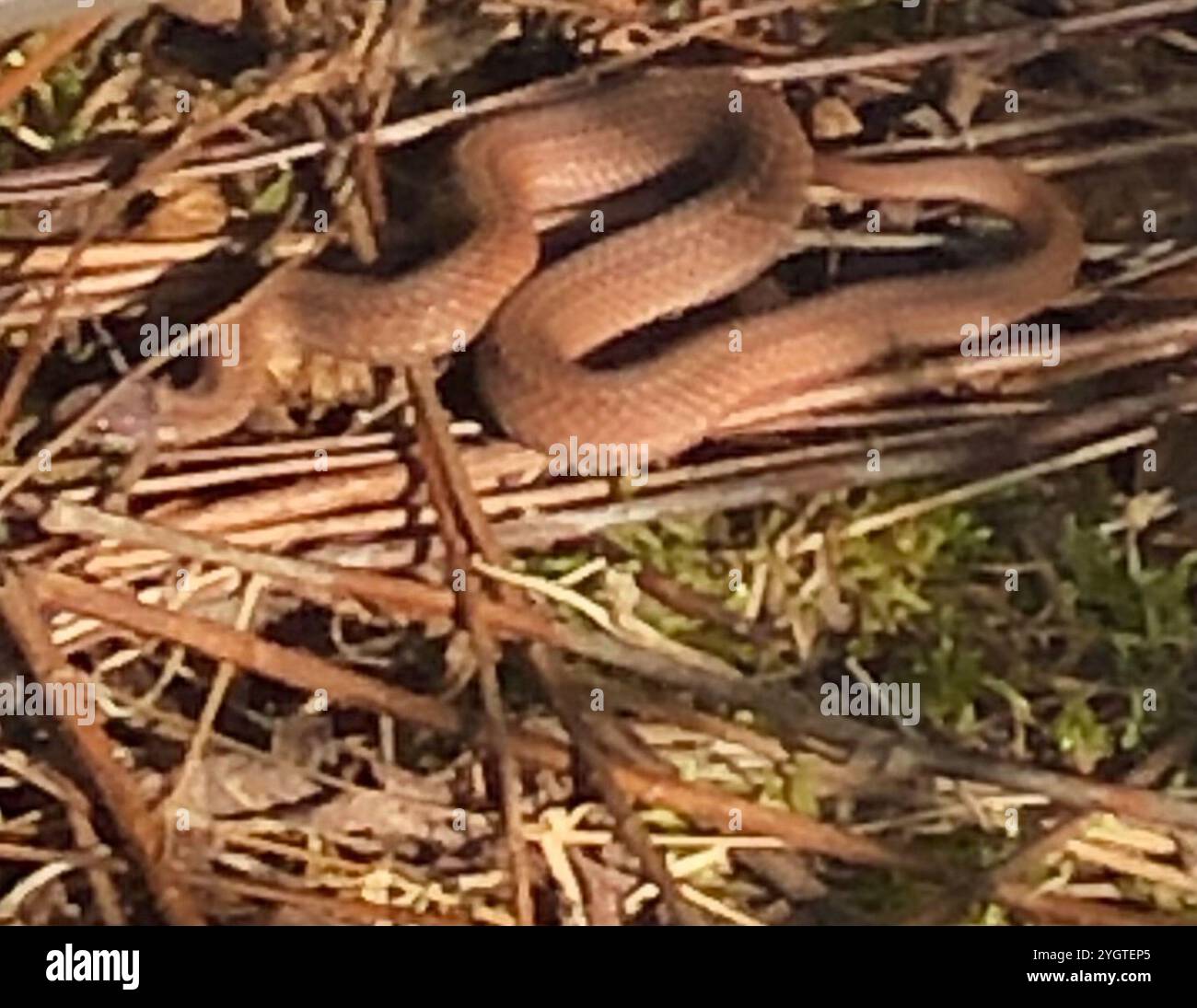 Northern Redbelly Snake (Storeria occipitomaculata occipitomaculata ...