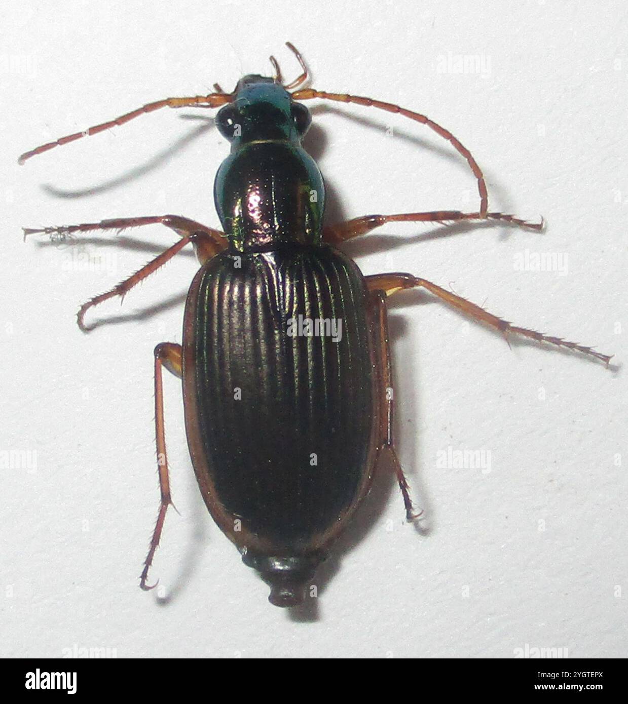 Vivid Metallic Ground Beetles (Chlaenius Stock Photo - Alamy