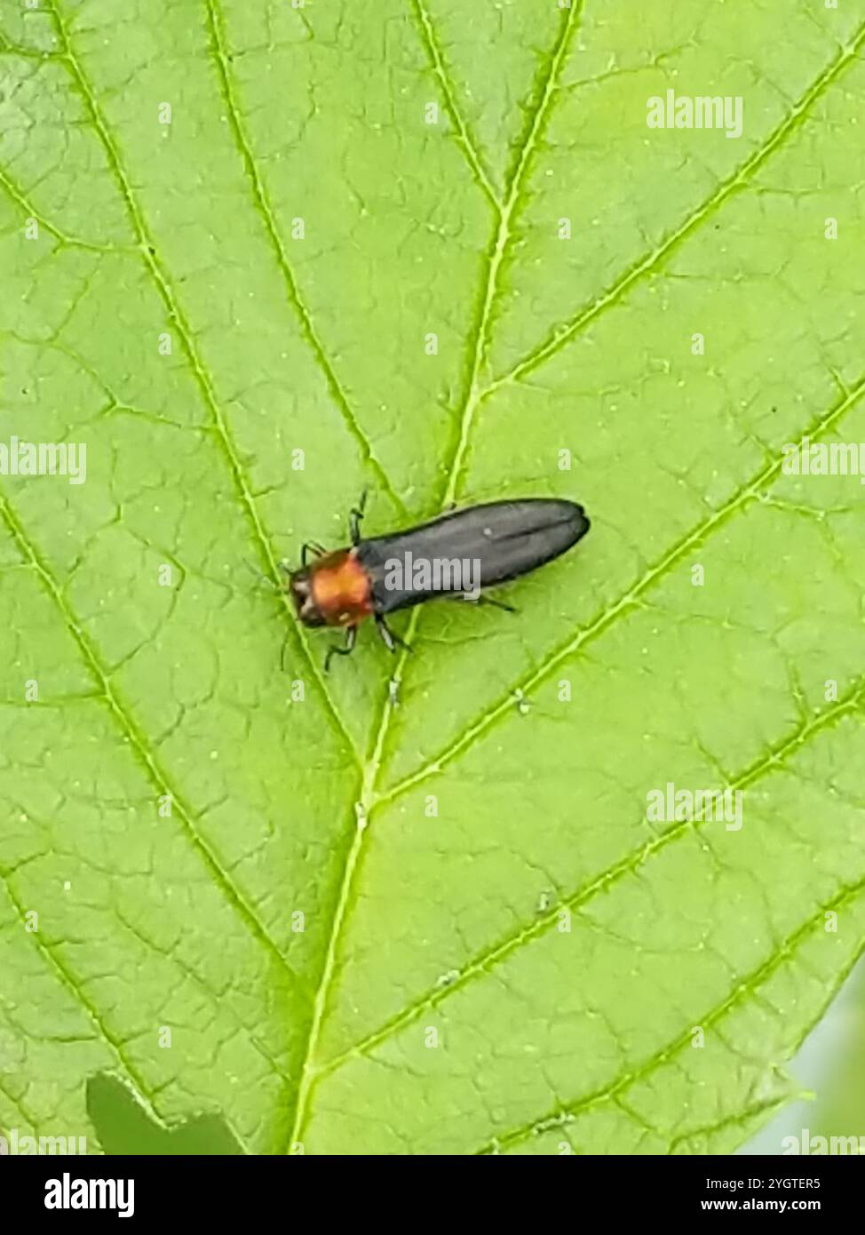 Red-necked Cane Borer Beetle (Agrilus ruficollis Stock Photo - Alamy