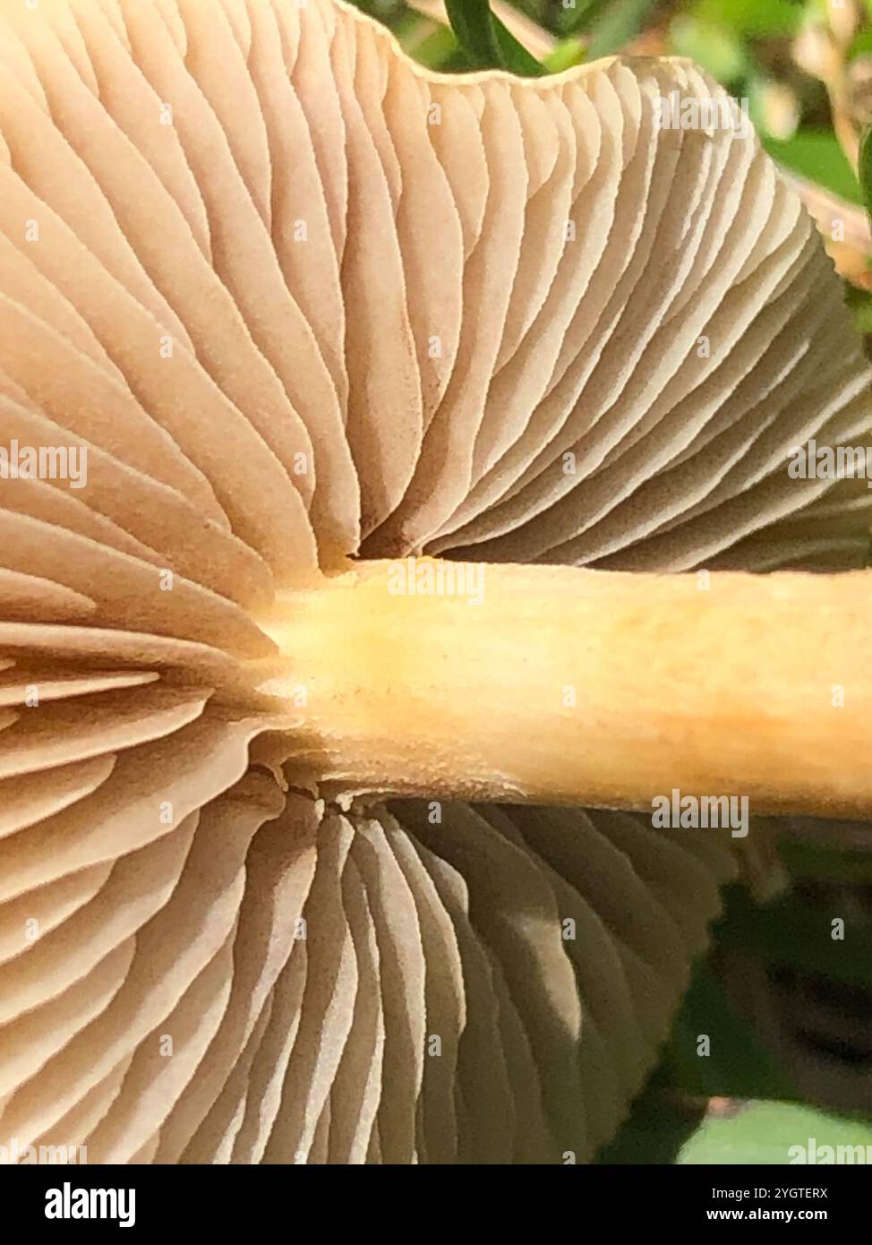 Common Fieldcap (Agrocybe pediades Stock Photo - Alamy