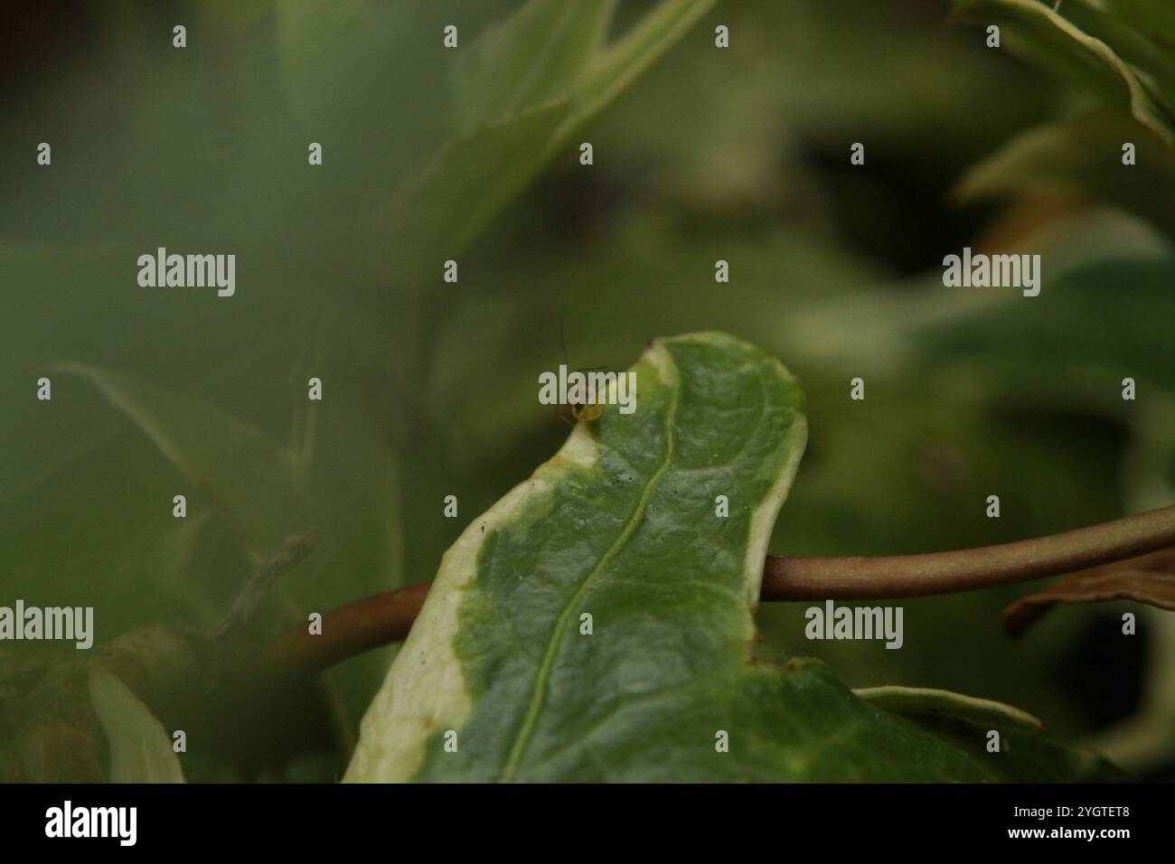 Crescent marked lily aphid hi-res stock photography and images - Alamy