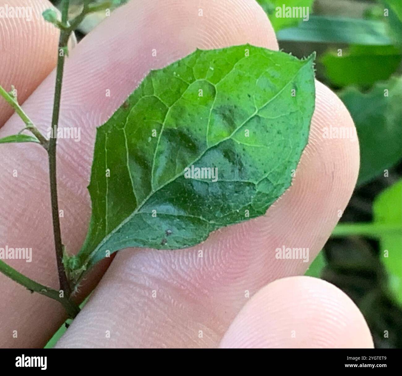 nipplewort (Lapsana communis Stock Photo - Alamy