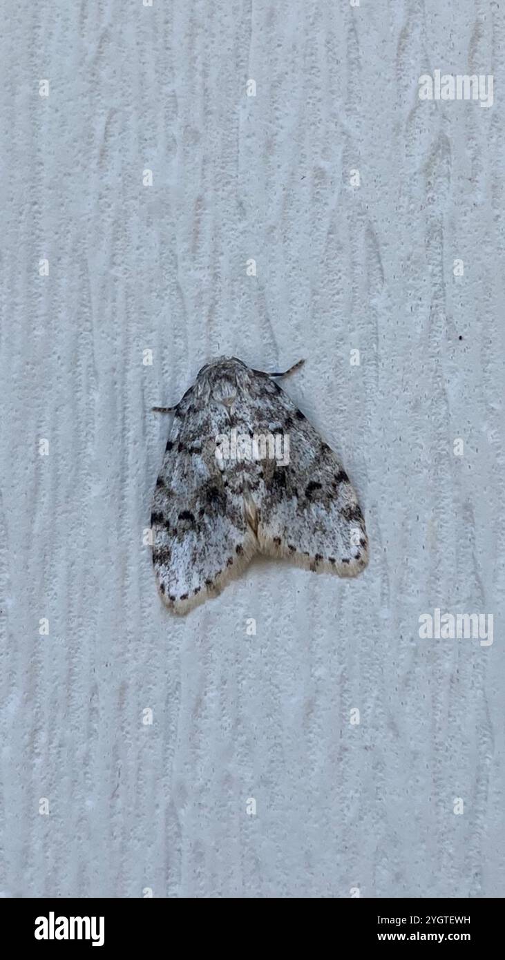 Little White Lichen Moth (Clemensia albata Stock Photo - Alamy