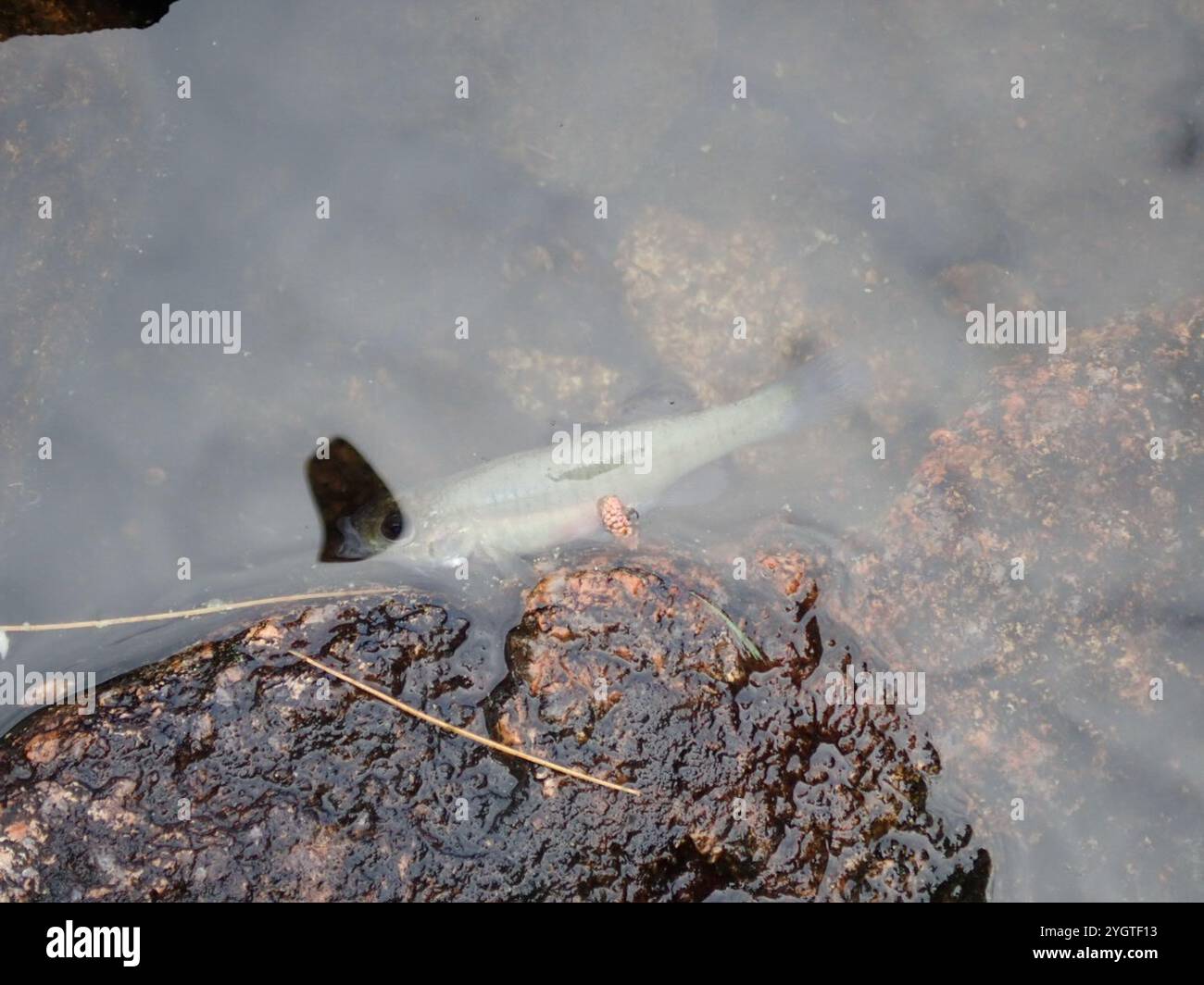 Typical Killifishes (Fundulus Stock Photo - Alamy