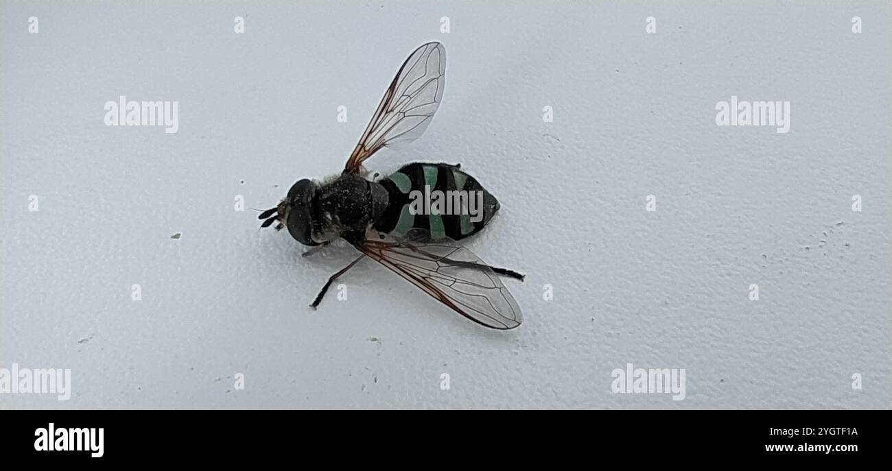 Didea hi-res stock photography and images - Alamy