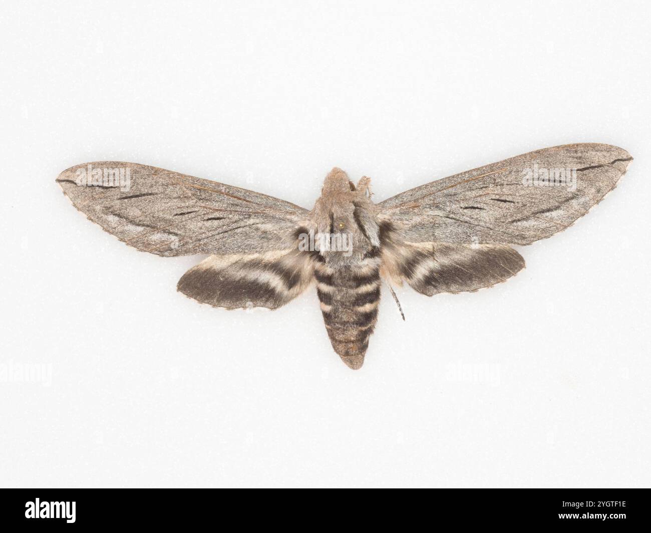 Ash sphinx hi-res stock photography and images - Alamy