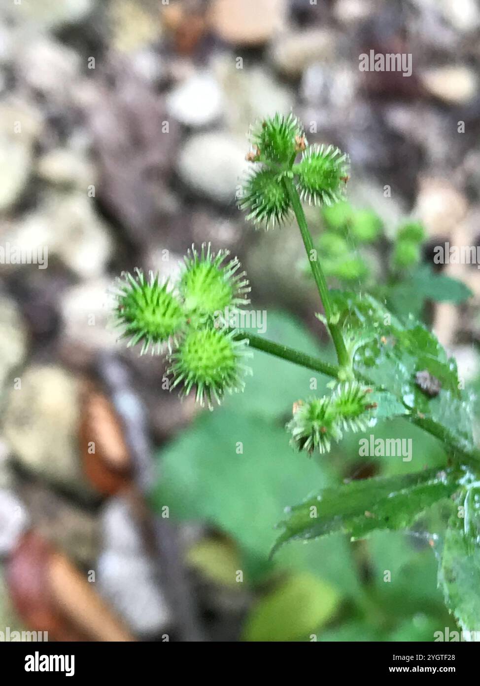 Black Snakeroot (Sanicula canadensis Stock Photo - Alamy