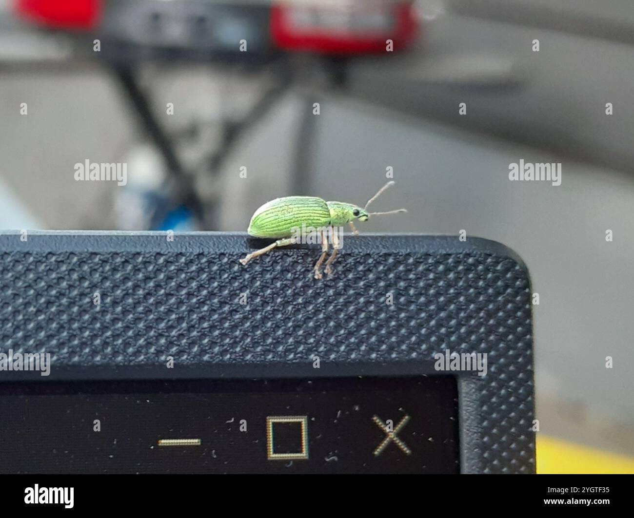 Green Immigrant Leaf Weevil (Polydrusus formosus Stock Photo - Alamy