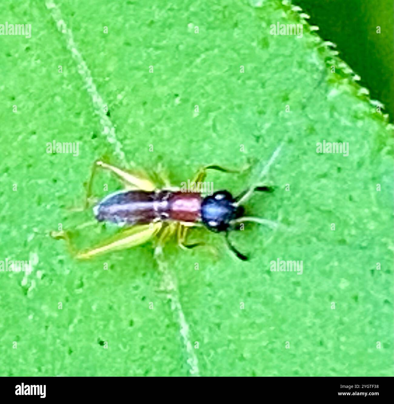 Red headed bush cricket hi-res stock photography and images - Alamy