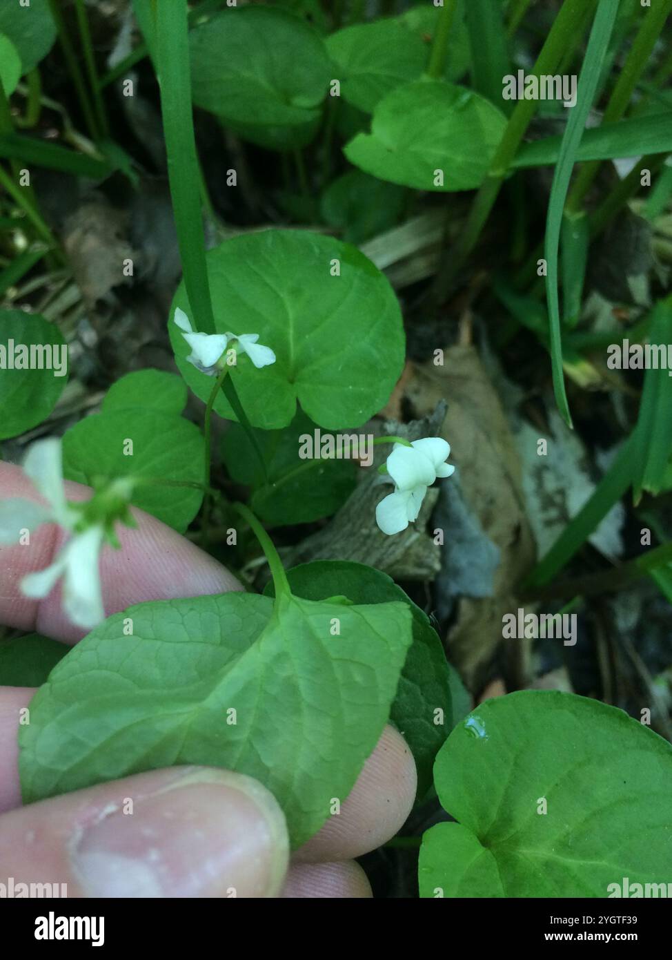 northern white violet (Viola minuscula Stock Photo - Alamy