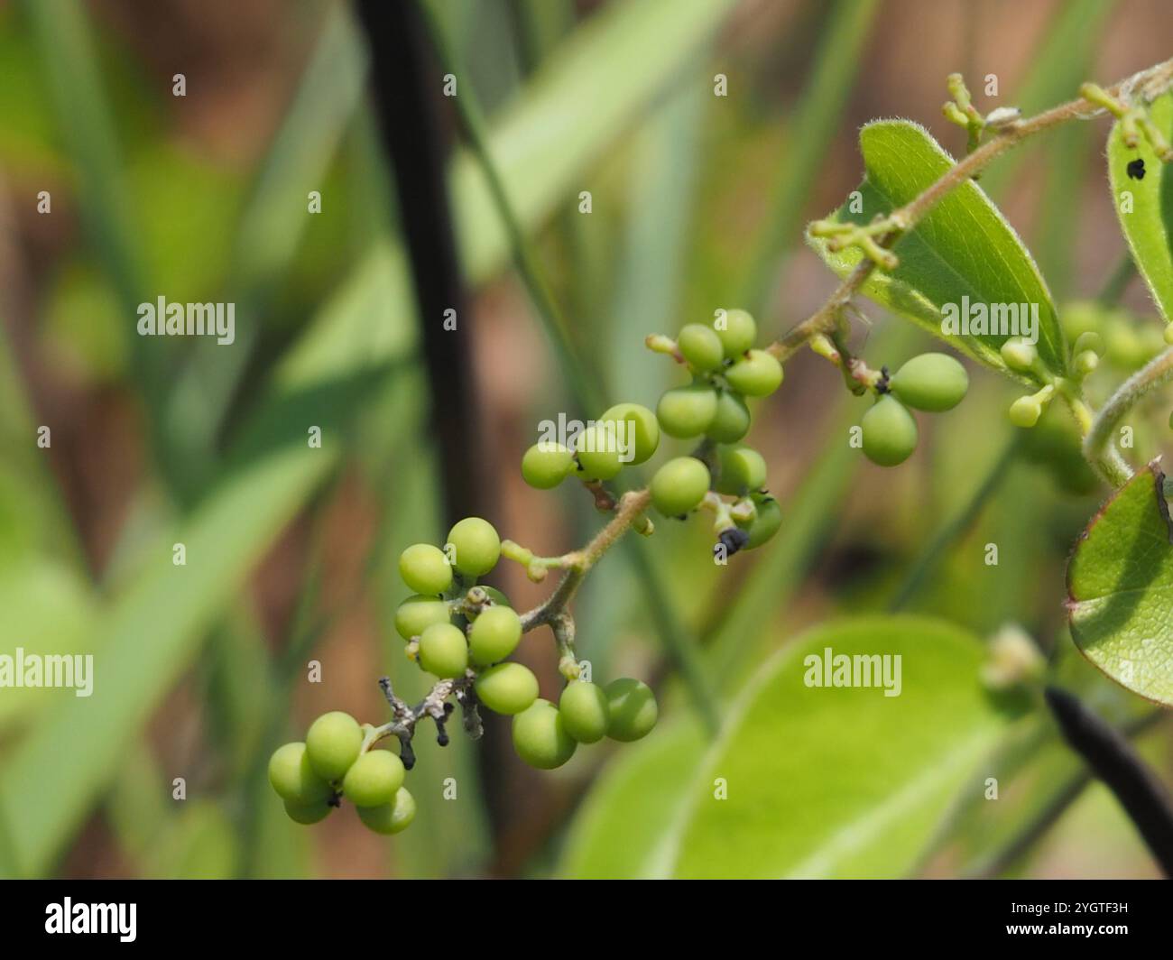queen coralbead (Nephroia orbiculata Stock Photo - Alamy