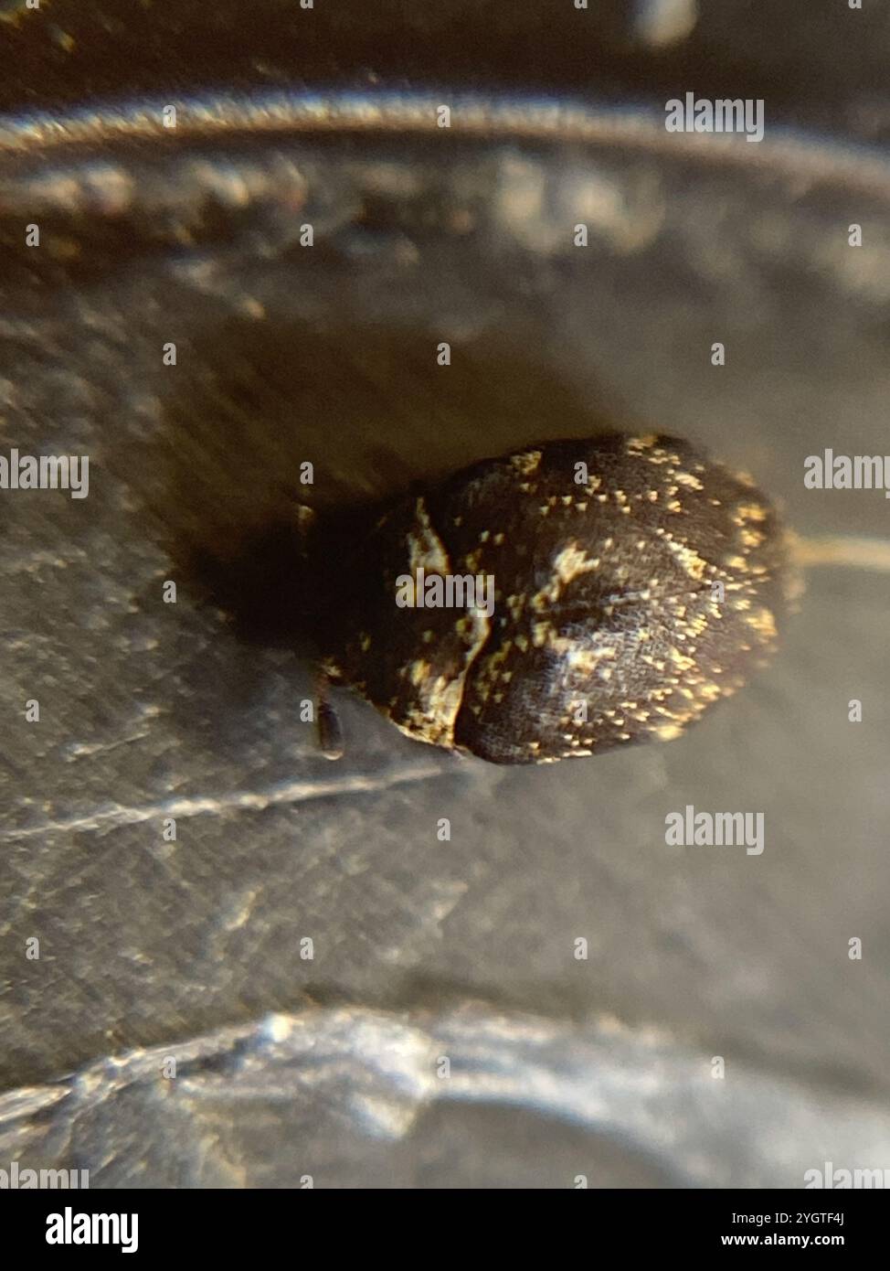 Museum Beetle (Anthrenus museorum Stock Photo - Alamy