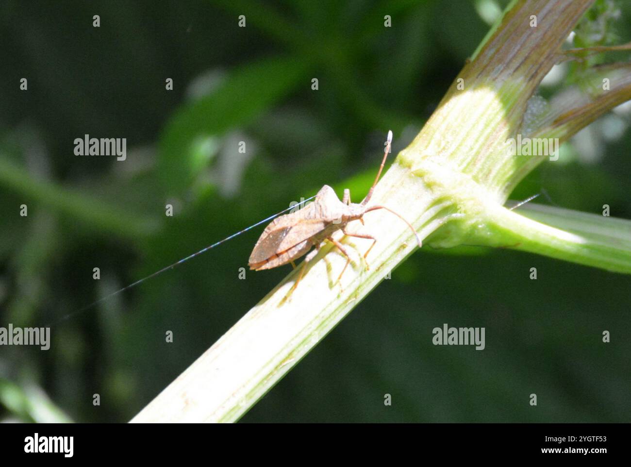 Dock Bug (Coreus marginatus Stock Photo - Alamy