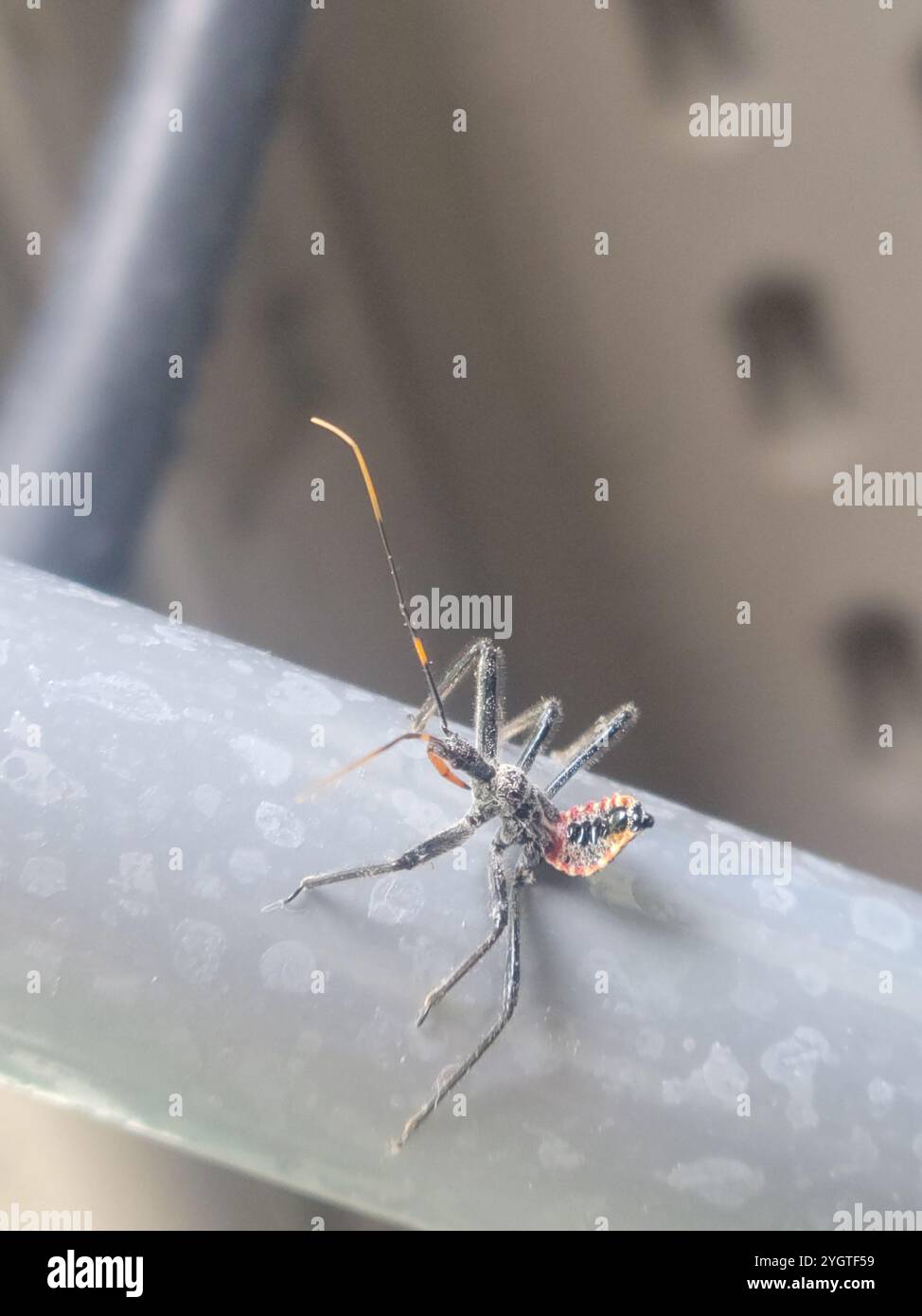 North American Wheel Bug (Arilus cristatus Stock Photo - Alamy