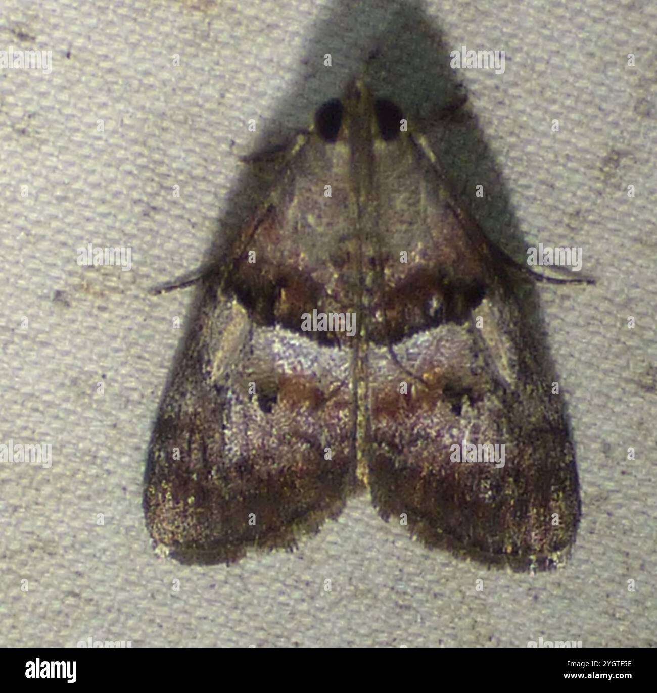 Pine Webworm Moth (Pococera robustella Stock Photo - Alamy