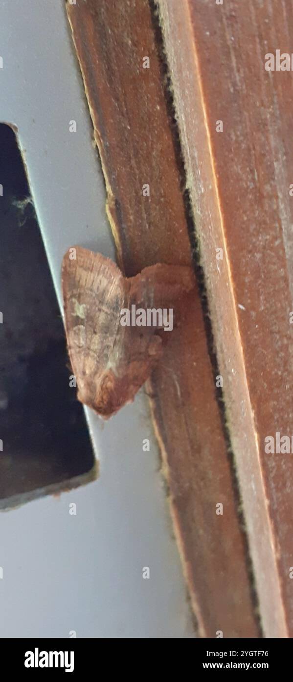 Small Square-spot (Diarsia rubi Stock Photo - Alamy