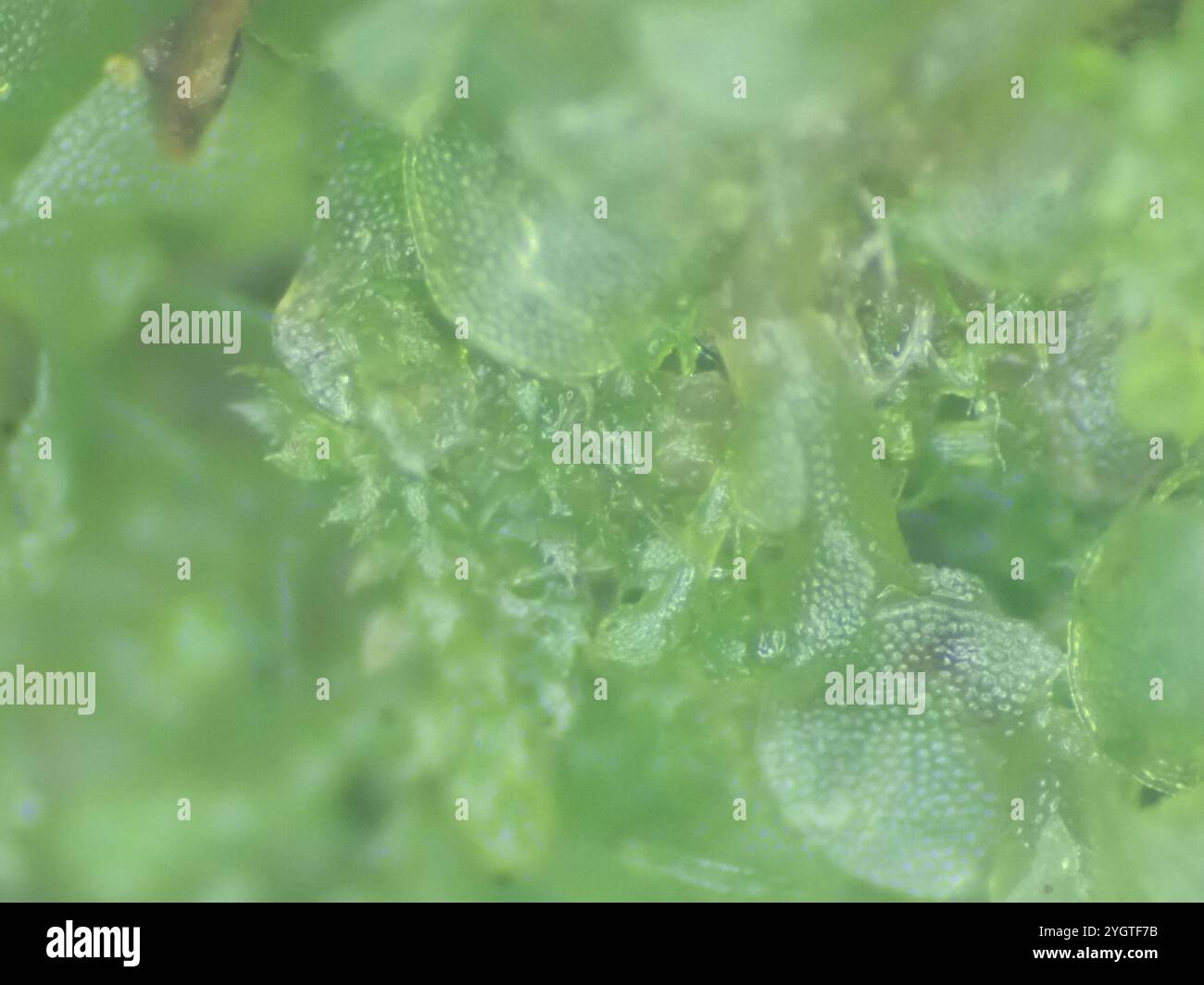 Turner's Threadwort (Cephaloziella turneri Stock Photo - Alamy